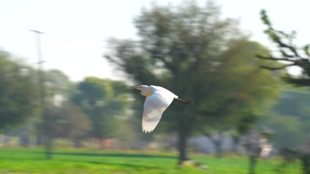 Bagula Images – Browse 71 Stock Photos, Vectors, and Video | Adobe Stock