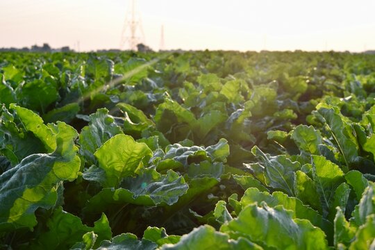 "Sugar Beets" Images – Browse 22,635 Stock Photos, Vectors, and Video ...