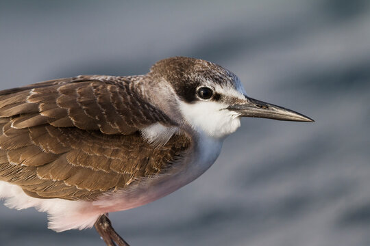 "Bridled Tern"-Bilder: Stock-Fotos & -Videos. | Adobe Stock