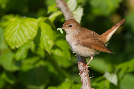 "Common Nightingale" Bilder – Durchsuchen 6,471 Archivfotos ...