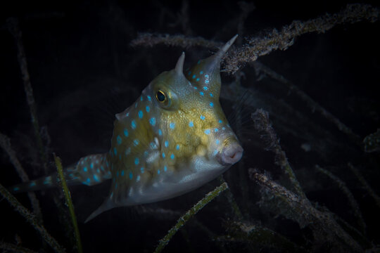 รูปภาพCowfish – เลือกดูภาพถ่ายสต็อก เวกเตอร์ และวิดีโอ2,002 | Adobe Stock