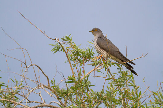 รูปภาพCuculo – เลือกดูภาพถ่ายสต็อก เวกเตอร์ และวิดีโอ87 | Adobe Stock