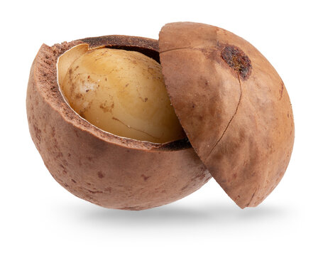 "Bush Nut" Immagini - Sfoglia 890 foto, vettoriali e video Stock ...