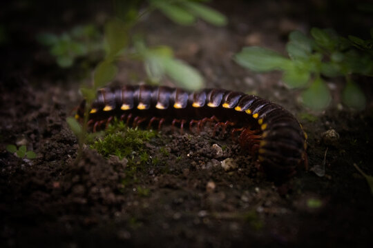 Imágenes de Cienpies: descubre bancos de fotos, ilustraciones, vectores ...