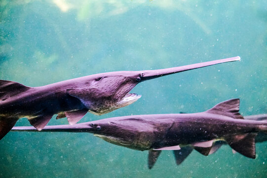 Pristiformes Bilder – Durchsuchen 999 Archivfotos, Vektorgrafiken und ...