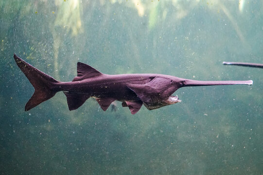 Pristidae Bilder – Durchsuchen 1,026 Archivfotos, Vektorgrafiken und ...