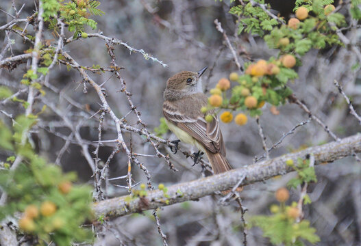 Petechien Bilder – Durchsuchen 562 Archivfotos, Vektorgrafiken und ...