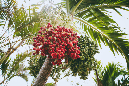 "Manila Palm" Images – Browse 304 Stock Photos, Vectors, and Video ...