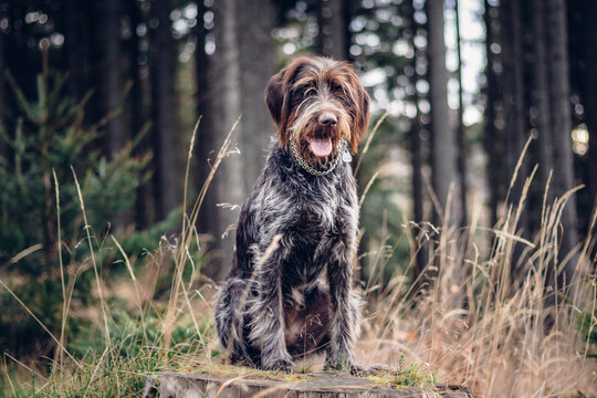 bohemian pointer