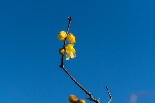 Wintersweet Images – Browse 4,449 Stock Photos, Vectors, and Video ...