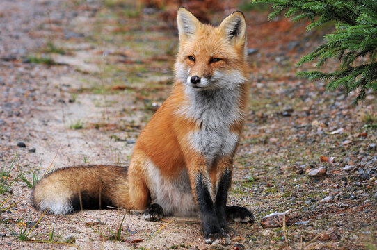 Schlaufuchs Bilder – Durchsuchen 21,868 Archivfotos, Vektorgrafiken und ...