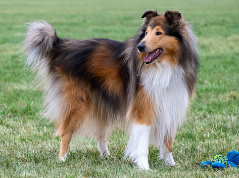 Langhaar-Collie Images – Browse 106 Stock Photos, Vectors, and Video ...