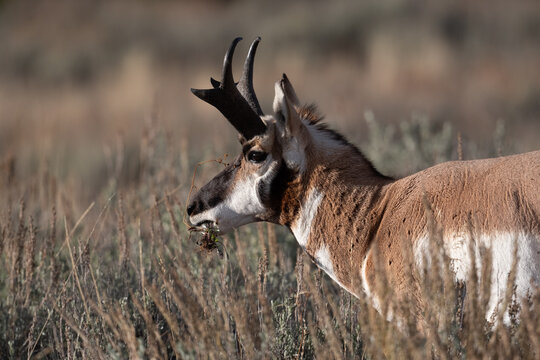 Imágenes de Berrendo: descubre bancos de fotos, ilustraciones, vectores ...