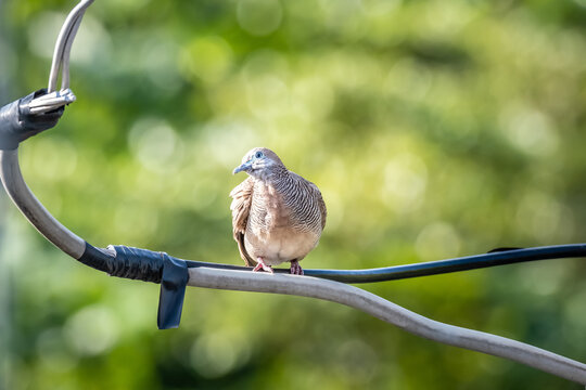 รูปภาพKurokutok – เลือกดูภาพถ่ายสต็อก เวกเตอร์ และวิดีโอ1,546 | Adobe Stock