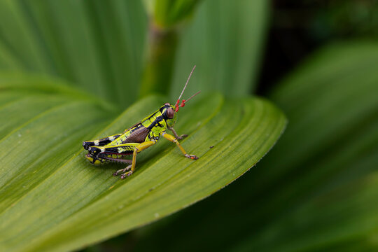 Milbenbefall Bilder – Durchsuchen 373 Archivfotos, Vektorgrafiken und ...