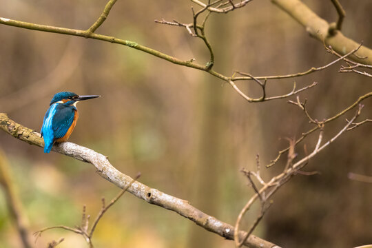 Vogelart bilder – Bläddra bland 6,186 stockfoton, vektorer och videor ...