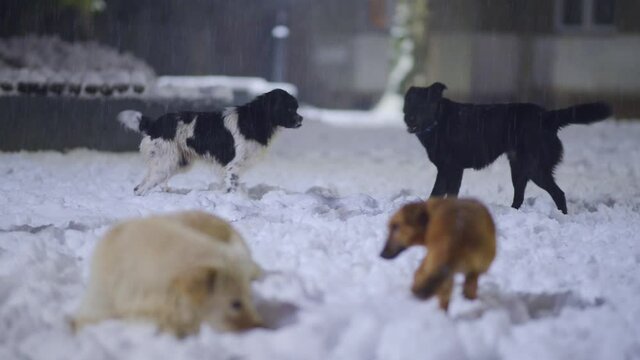 "Group Of Dogs" Bilder – Durchsuchen 1,252 Archivfotos, Vektorgrafiken ...