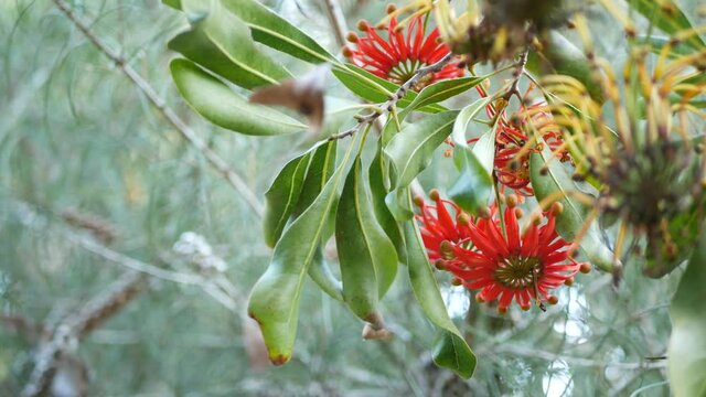 Beefwood Images – Browse 151 Stock Photos, Vectors, and Video | Adobe Stock