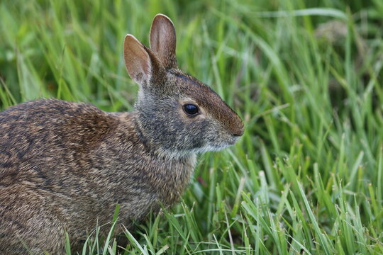 "Marsh Rabbit" Images – Browse 185 Stock Photos, Vectors, and Video ...