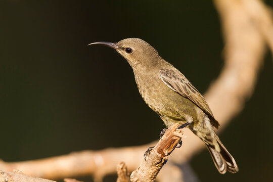 "Palestine Sunbird" Images – Browse 310 Stock Photos, Vectors, and ...