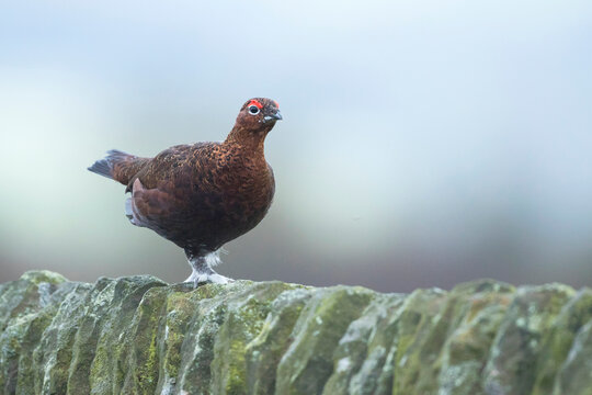 Red Grouse"」の写真素材 | 1,285件の無料イラスト画像 | Adobe Stock