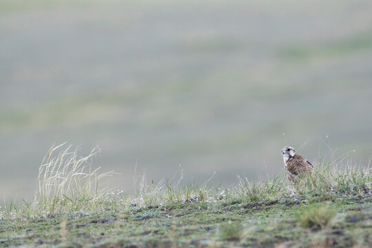 Saker Falcon"」の写真素材 | 1,381件の無料イラスト画像 | Adobe Stock