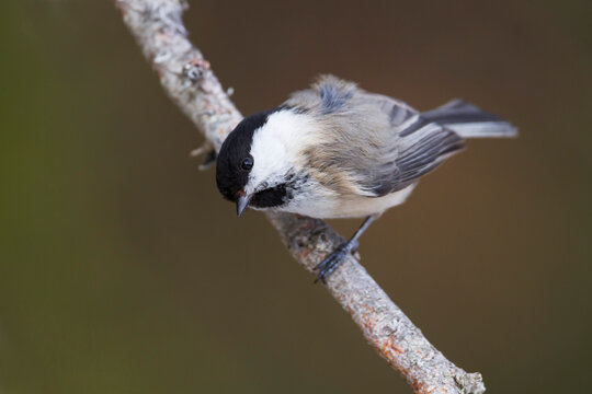 Matkop Bilder – Durchsuchen 62 Archivfotos, Vektorgrafiken und Videos ...
