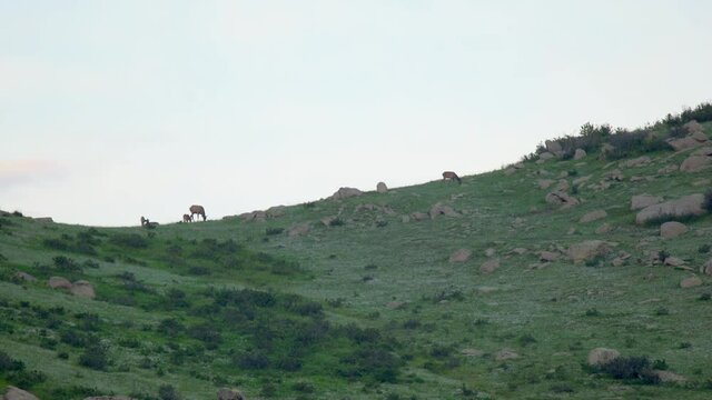 Cervinae Images – Browse 5,357 Stock Photos, Vectors, and Video | Adobe ...