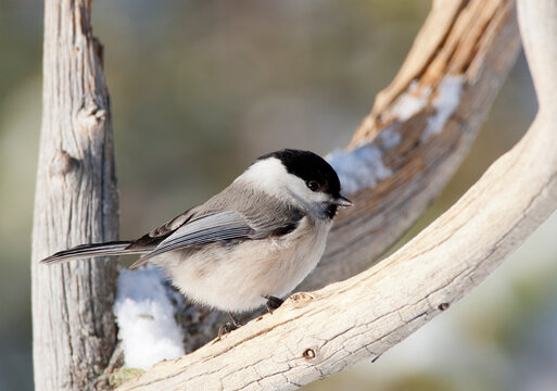 Matkop Bilder – Durchsuchen 62 Archivfotos, Vektorgrafiken und Videos ...