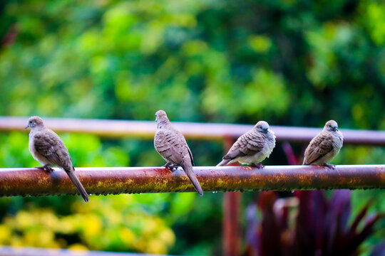 รูปภาพKurokutok – เลือกดูภาพถ่ายสต็อก เวกเตอร์ และวิดีโอ1,546 | Adobe Stock