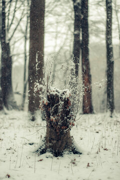 Strump Bilder – Durchsuchen 70 Archivfotos, Vektorgrafiken und Videos ...