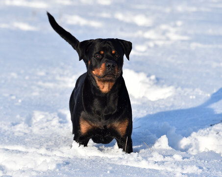 Rottweiler In Snow Images – Browse 1,495 Stock Photos, Vectors, and ...