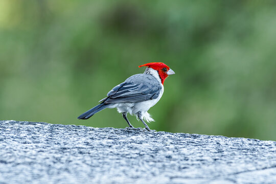 รูปภาพCoronata – เลือกดูภาพถ่ายสต็อก เวกเตอร์ และวิดีโอ1,121 | Adobe Stock