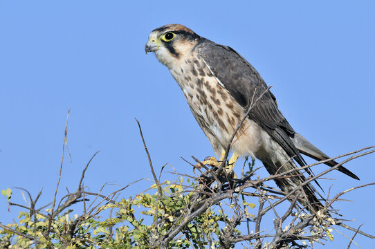 "Lanner Falcon" Images – Browse 781 Stock Photos, Vectors, and Video ...