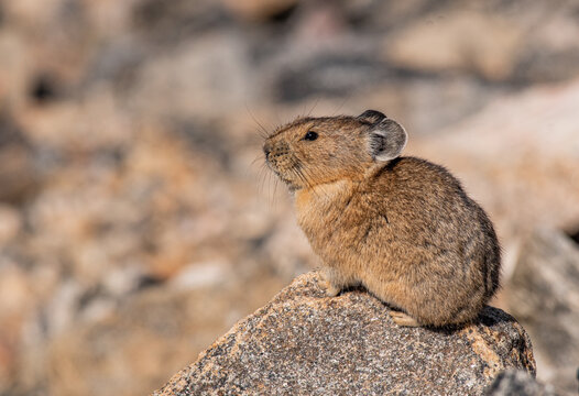 Ochotonidae Images – Browse 48 Stock Photos, Vectors, and Video | Adobe ...