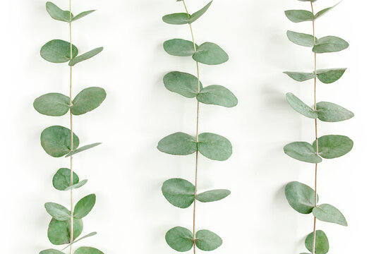 409,219 BEST Round Leaf IMAGES, STOCK PHOTOS & VECTORS | Adobe Stock