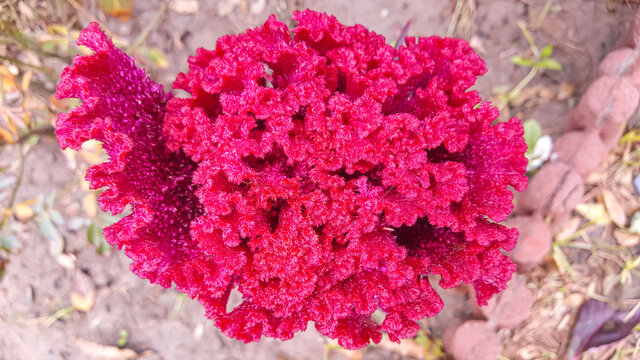 「Kalga」の写真素材 | 104件の無料イラスト画像 | Adobe Stock