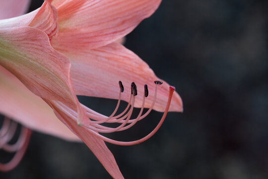 Entomophily Images – Browse 139 Stock Photos, Vectors, and Video ...