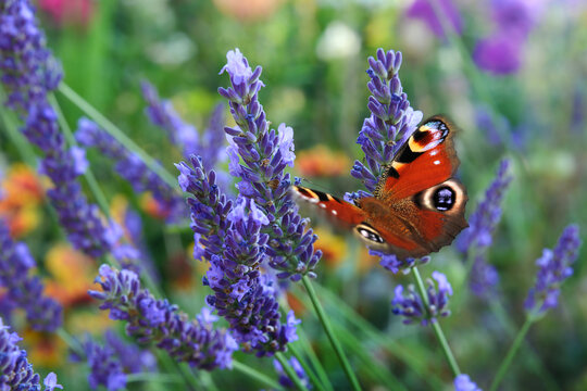รูปภาพInsekten – เลือกดูภาพถ่ายสต็อก เวกเตอร์ และวิดีโอ50,388 | Adobe Stock