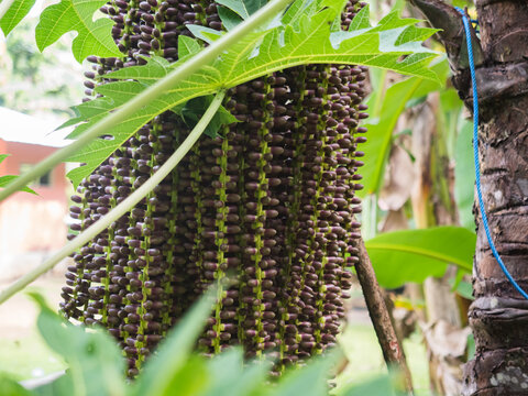 Fructify bilder – Bläddra bland 573 stockfoton, vektorer och videor ...