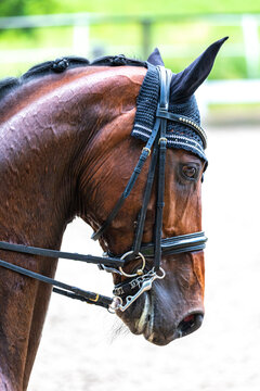 รูปภาพZaumzeug – เลือกดูภาพถ่ายสต็อก เวกเตอร์ และวิดีโอ4,149 | Adobe Stock