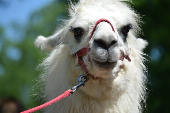 Front-Facing Images – Browse 80 Stock Photos, Vectors, and Video ...