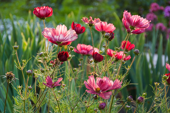 รูปภาพ"Cosmea – เลือกดูภาพถ่ายสต็อก เวกเตอร์ และวิดีโอ93,264 | Adobe Stock