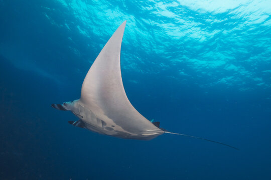 รูปภาพRamora – เลือกดูภาพถ่ายสต็อก เวกเตอร์ และวิดีโอ4,374 | Adobe Stock