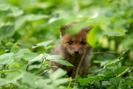 「Renardeau」の写真素材 | 391件の無料イラスト画像 | Adobe Stock
