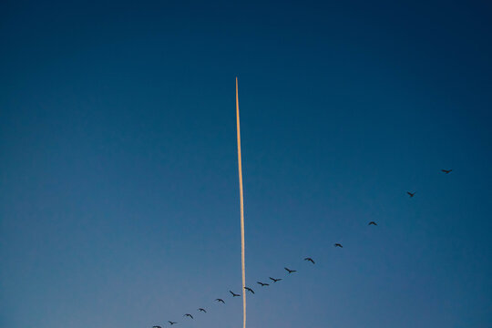 Mastgans-Bilder: Stock-Fotos & -Videos. | Adobe Stock