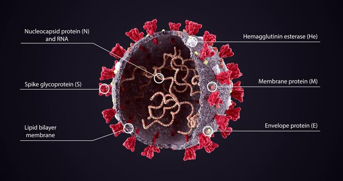 Influenza Virus Structure Animation