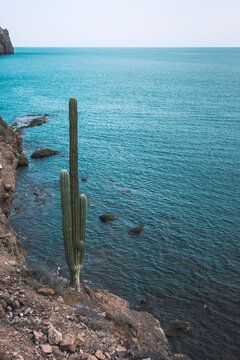 75 BEST Tetakawi IMAGES, STOCK PHOTOS & VECTORS | Adobe Stock