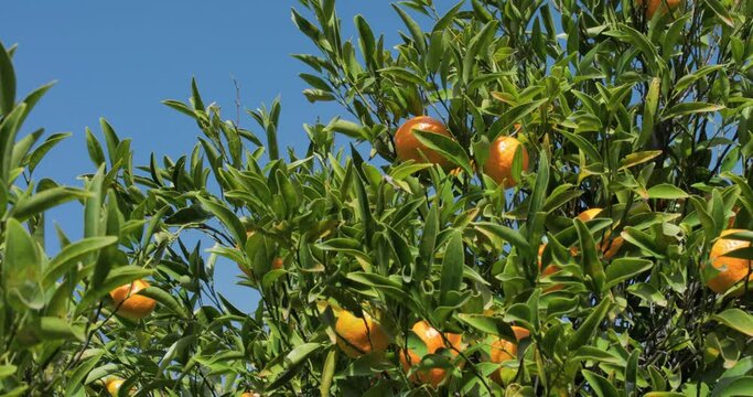 Arancia Images – Browse 11,850 Stock Photos, Vectors, and Video | Adobe ...