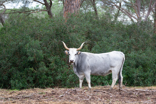Maremmana Immagini - Sfoglia 532 foto, vettoriali e video Stock | Adobe ...